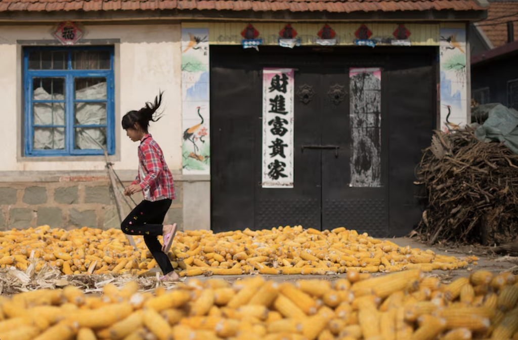 How Has Corn Changed China’s History and Agriculture? | TB Online ...